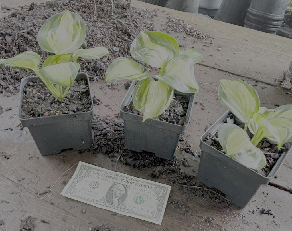 Home - Indianapolis Hosta Society
